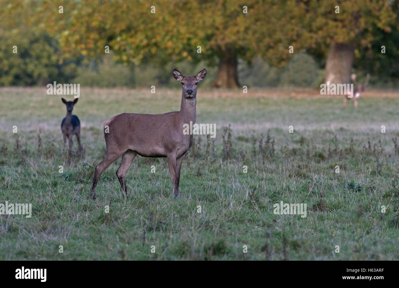 Female hinds hi-res stock photography and images - Alamy