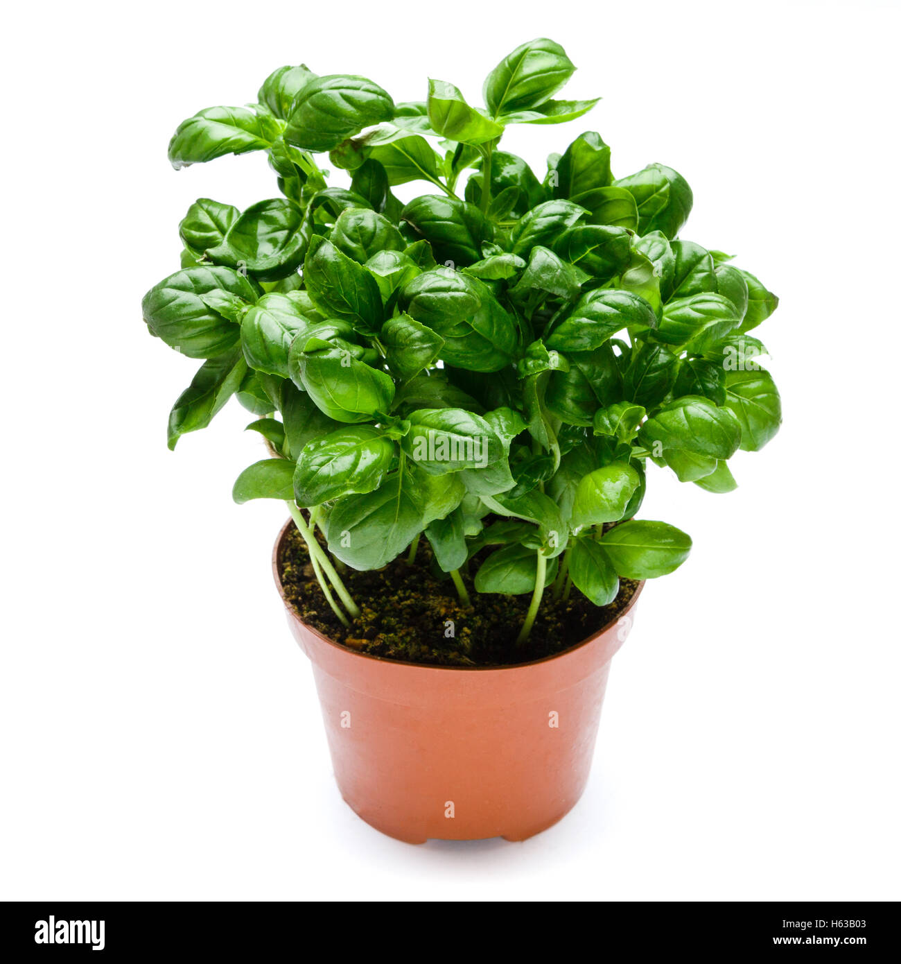 Sweet basil growing in pot hi-res stock photography and images - Alamy