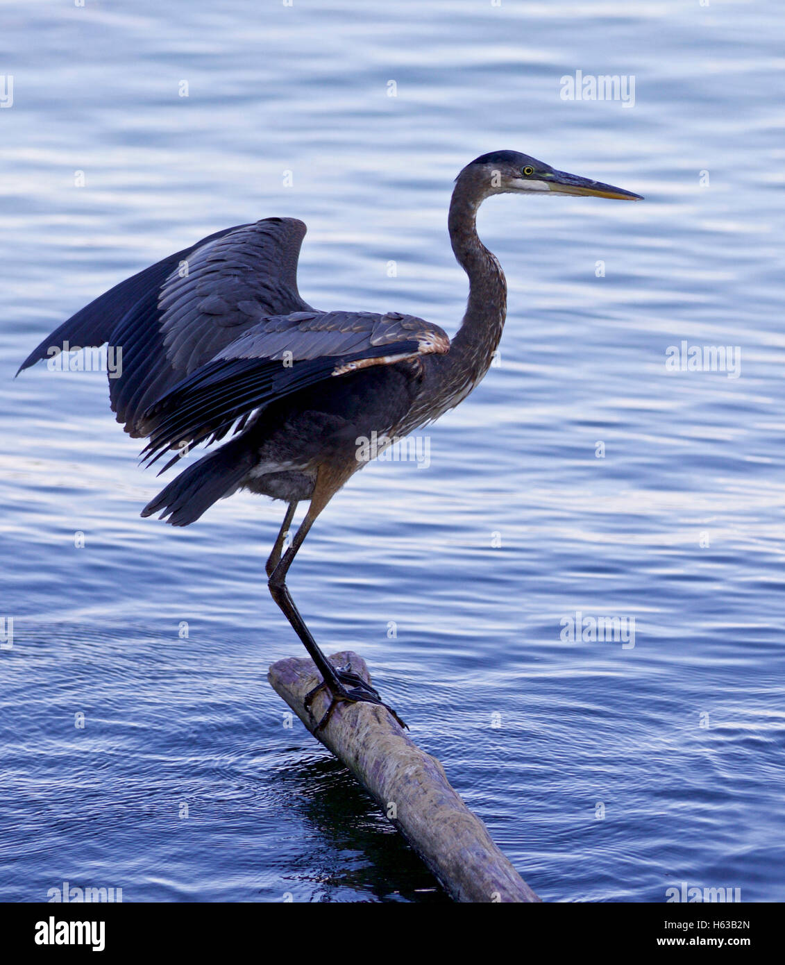 Beautiful image with a great blue heron Stock Photo - Alamy