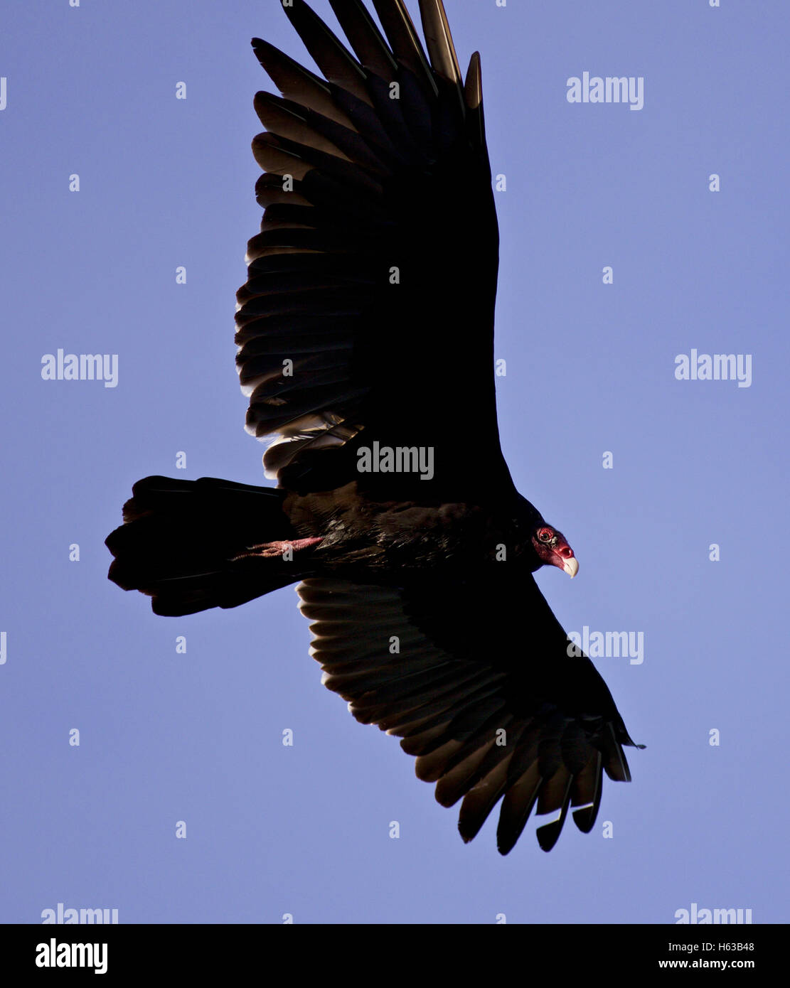 Black Vulture Close Up High Resolution Stock Photography and Images - Alamy