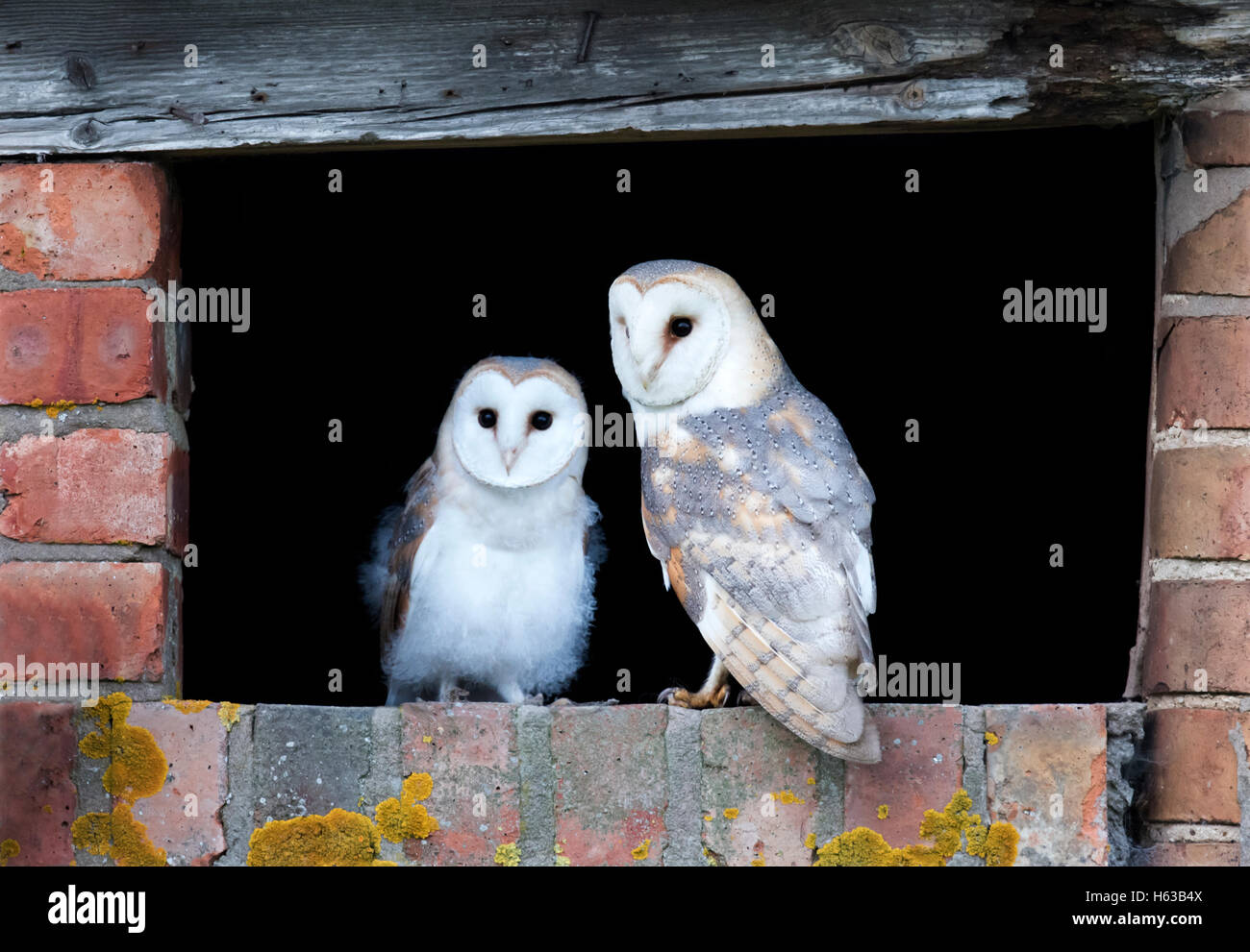 A wild adult male Barn Owl Tyto Alba and one of it's young owlets ...