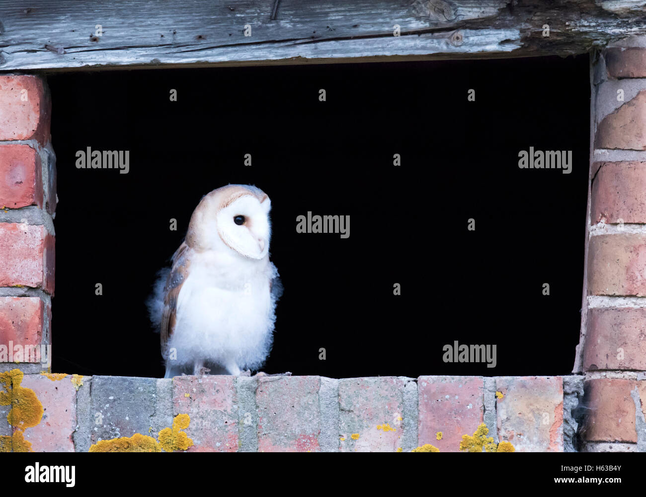A young barn owl owlet taking a look at the outside world, Warwickshire ...