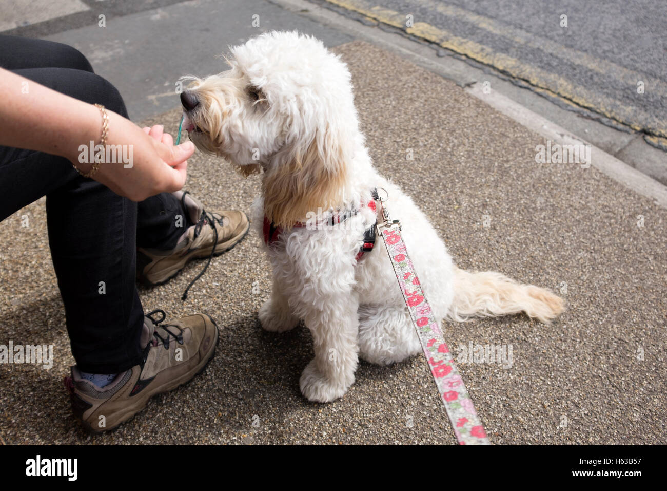 Cockapoo Dog eating ice cream hot day Stock Photo - Alamy
