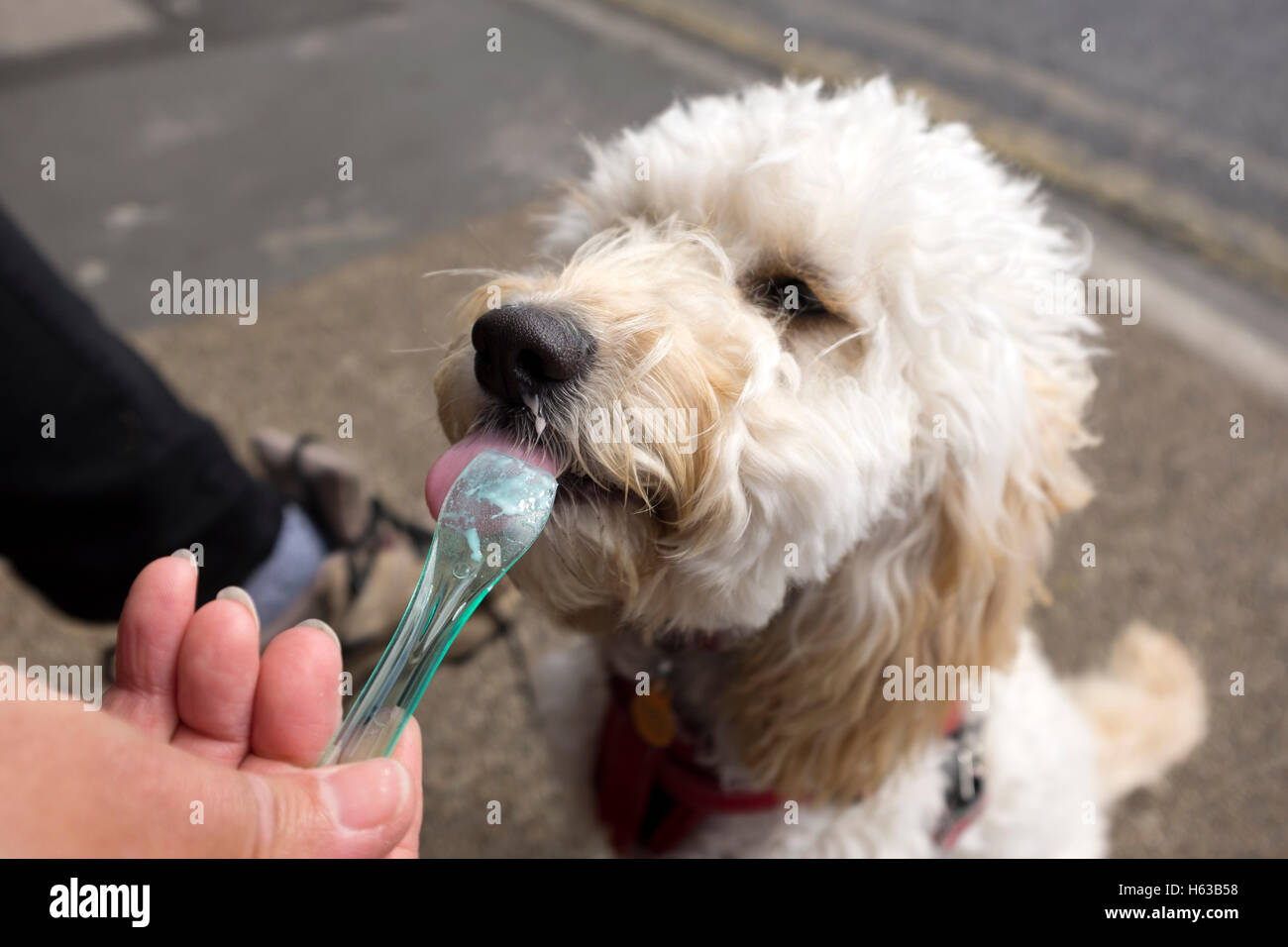 Cockapoo Dog eating ice cream hot day Stock Photo - Alamy