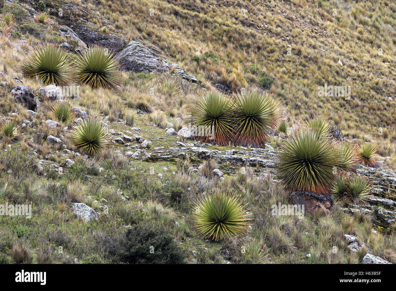 Puya Raimondi bromelia close Stock Photo - Alamy