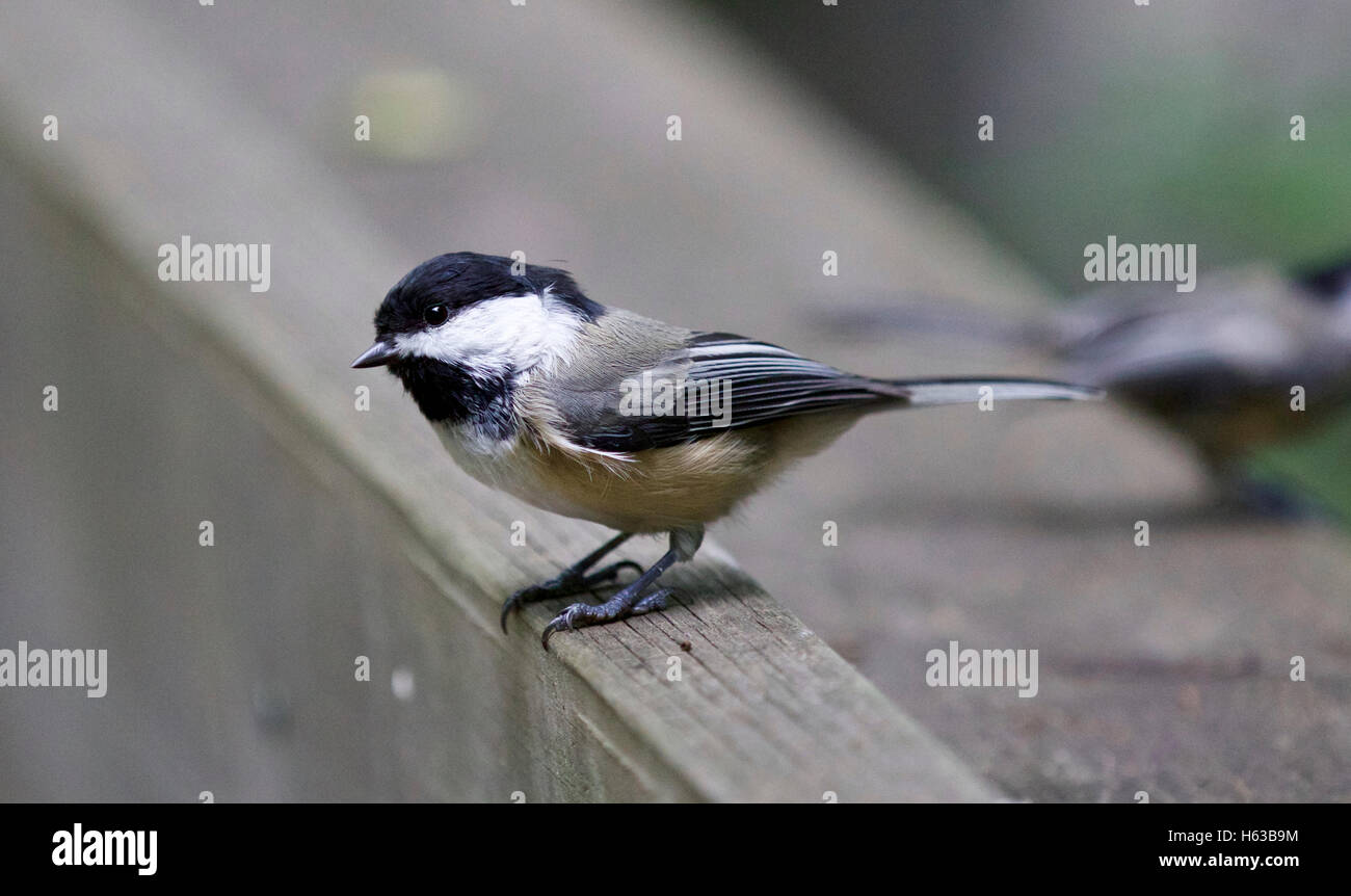 Beautiful background with a black-capped chickadee Stock Photo - Alamy