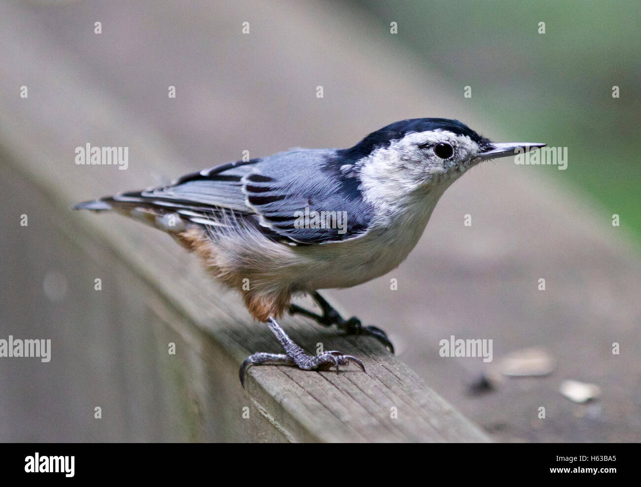 Cute image hi-res stock photography and images - Alamy
