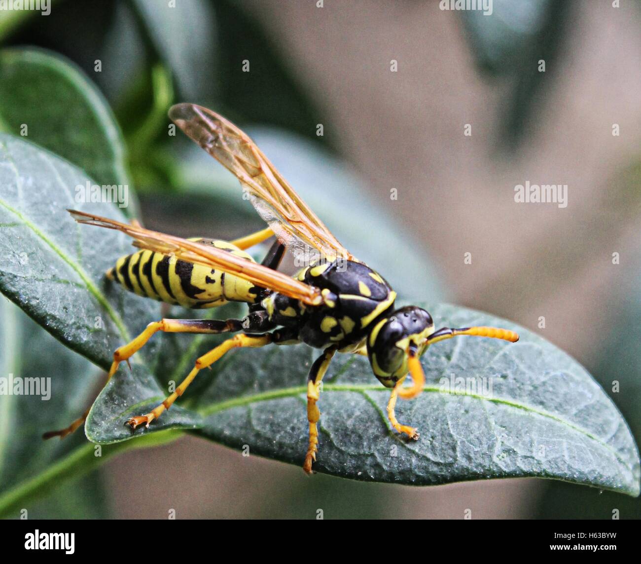 European paper wasp Stock Photo - Alamy