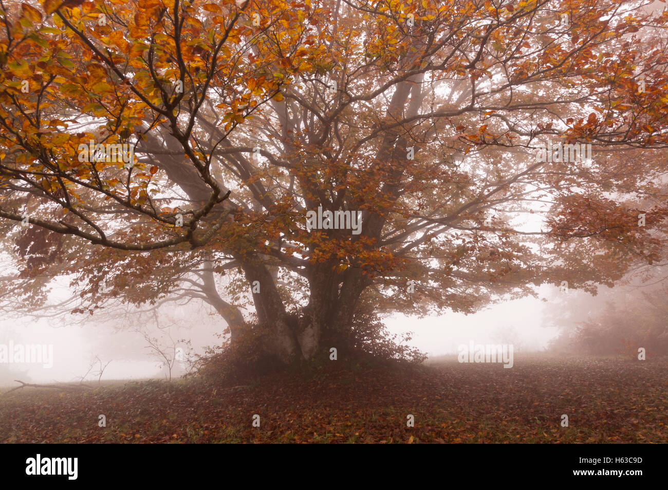 a tree and its branches surrounded by fog in Canfaito Stock Photo - Alamy