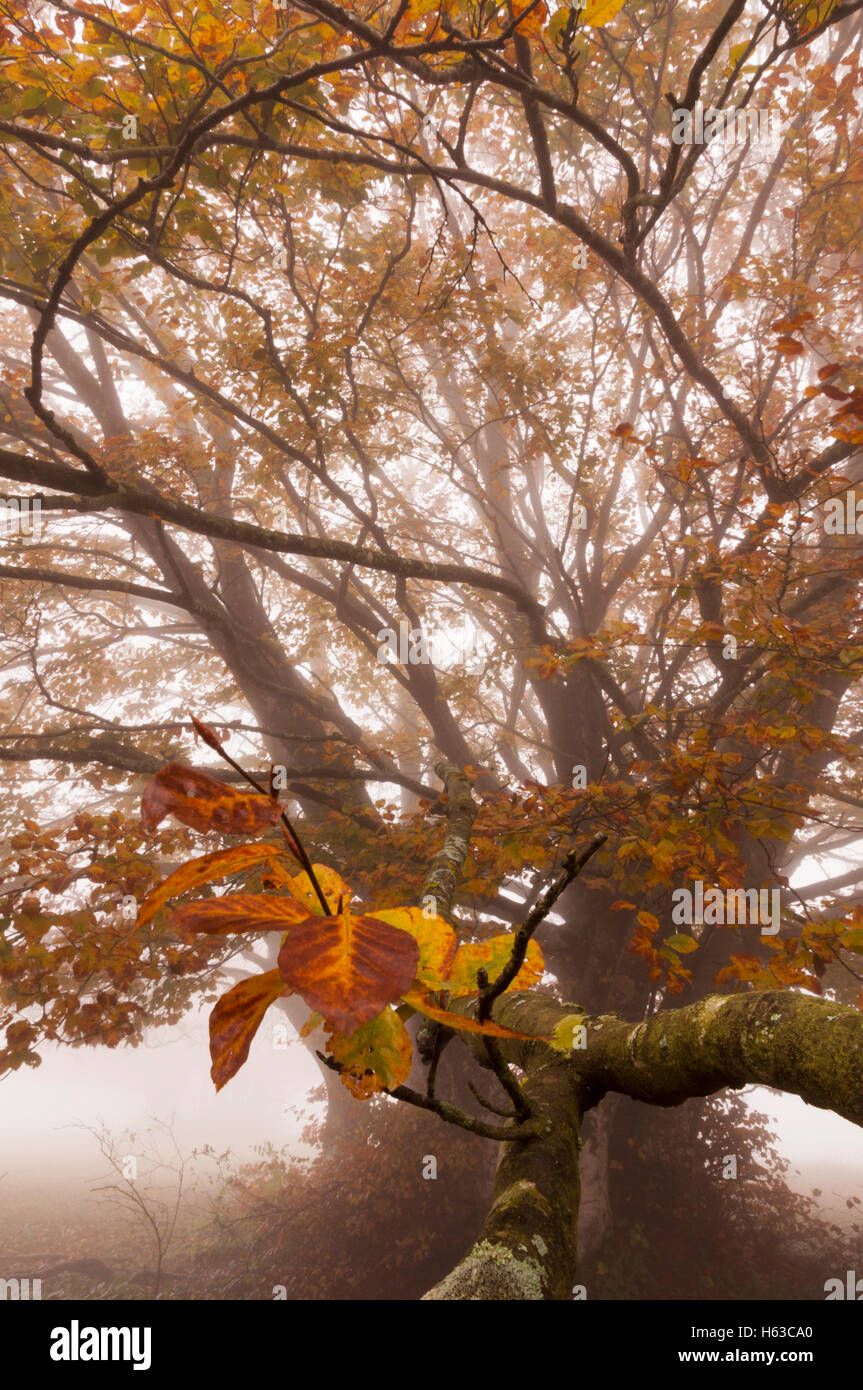 leaves of a tree surrounded by fog in canfaito Stock Photo - Alamy