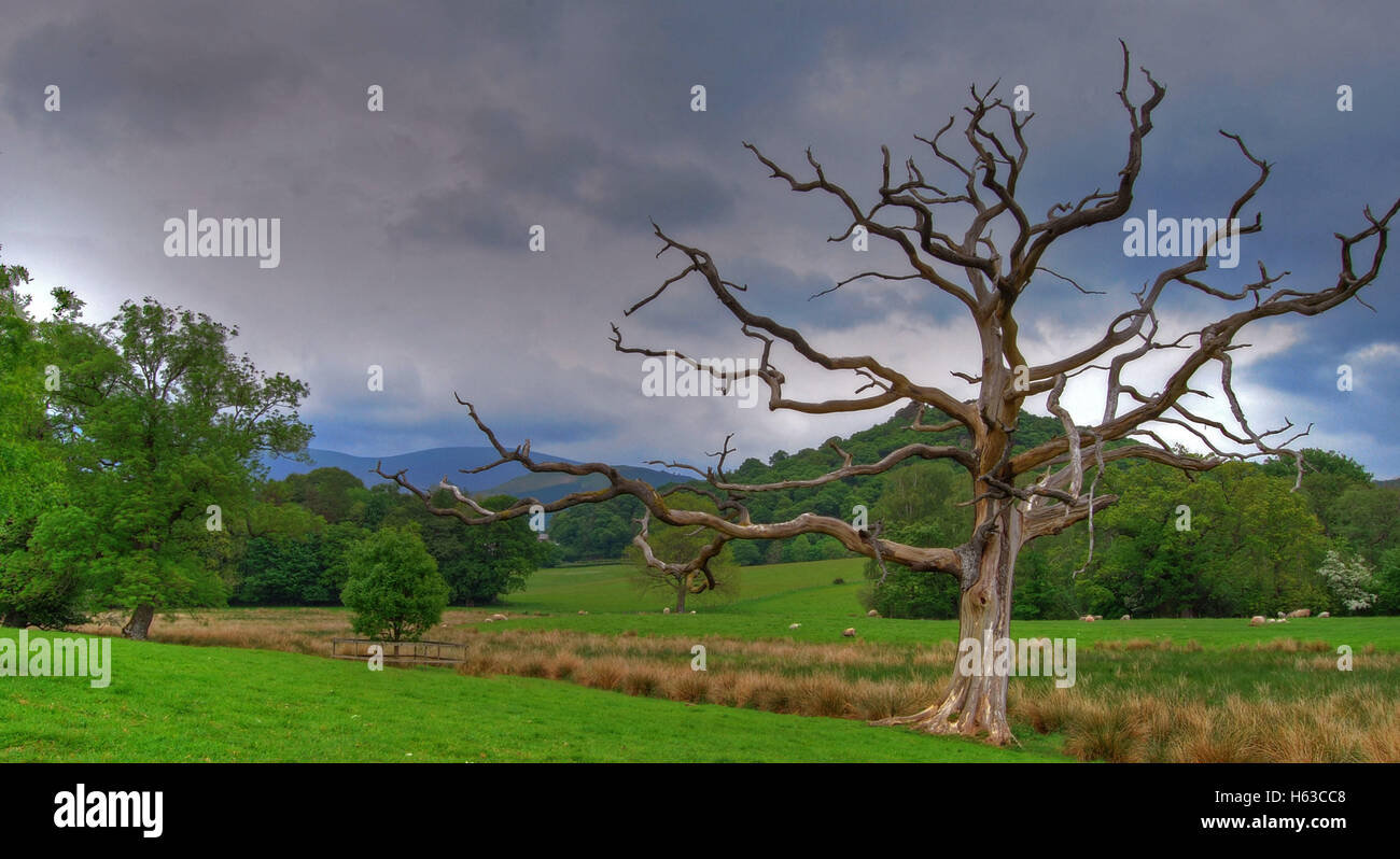 dead tree in a field Stock Photo - Alamy