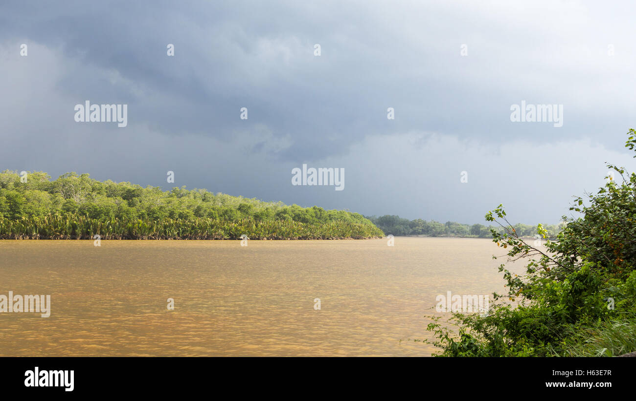 Brunei's rainforest, well preserved natural area Stock Photo - Alamy