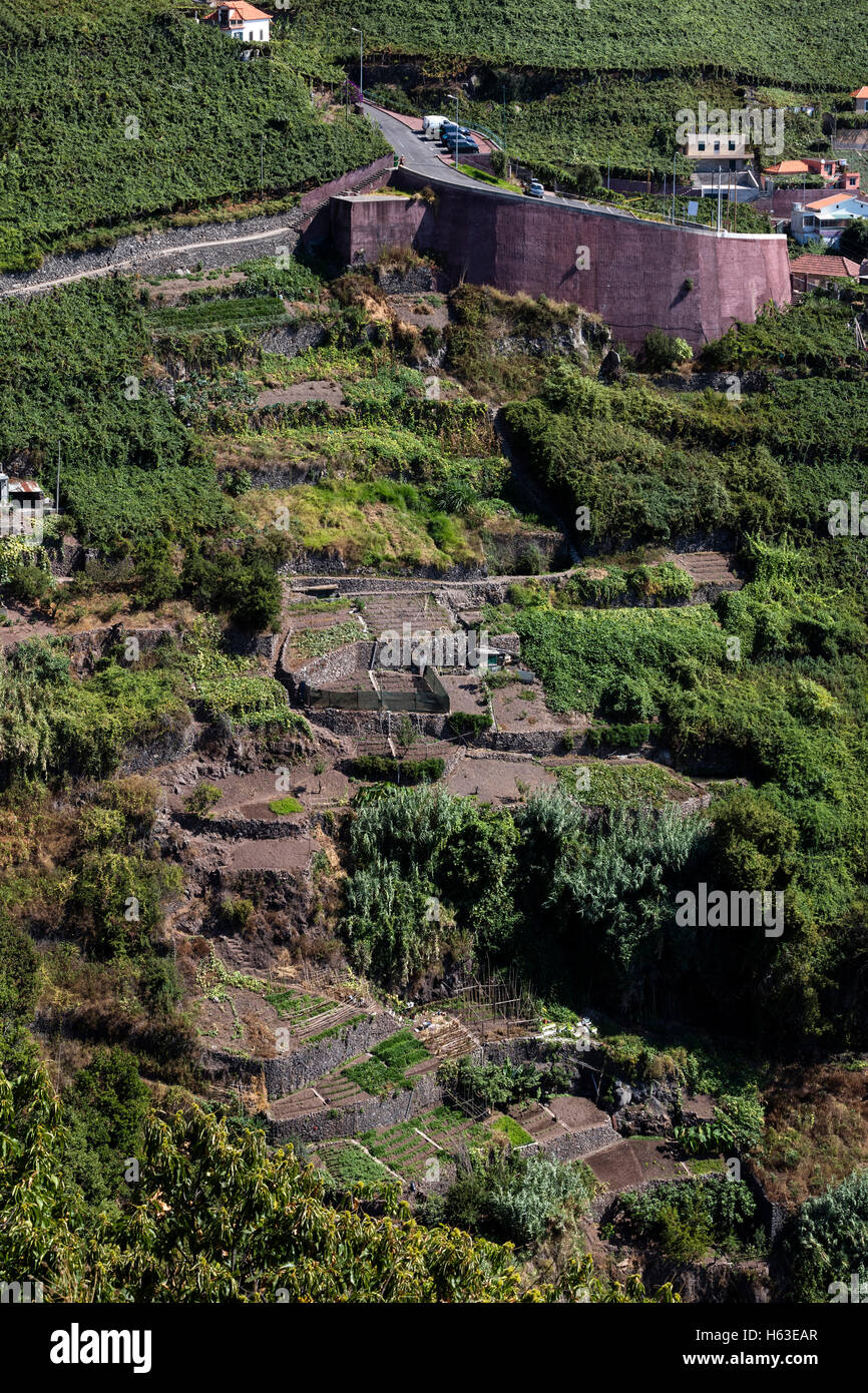 Agriculture and landscapes in Madeira Island. View to the terraced and ...
