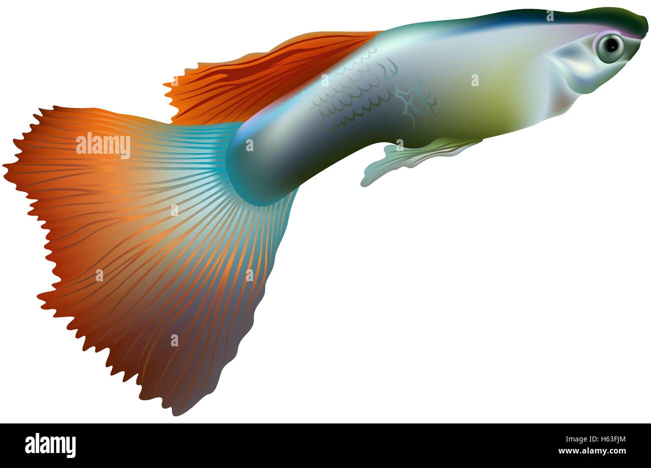 Guppy - Aquarium Fish Stock Vector Image & Art - Alamy