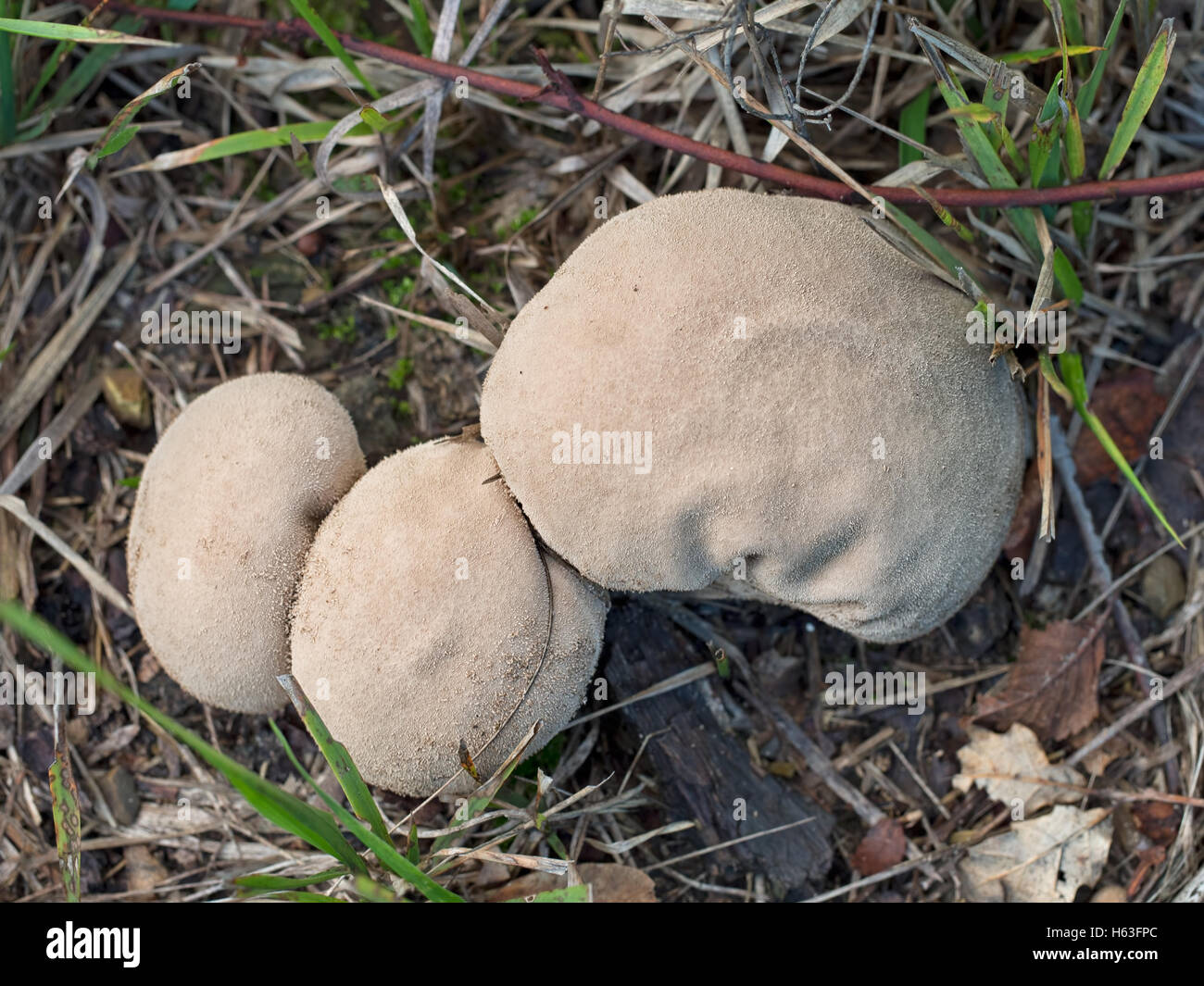 Edible fungus. Beige, texture like suede. overhead view. Calvatia ...