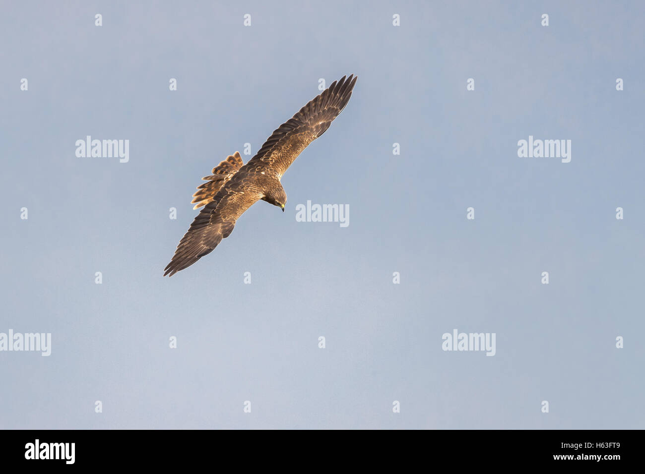 Eastern Marsh Harrier (Circus spilonotus) in flight Stock Photo - Alamy