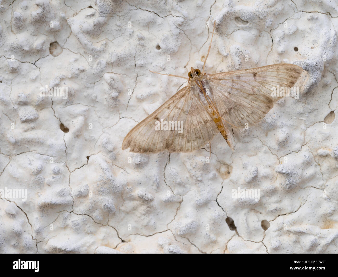 Patania ruralis aka Pleuroptya ruralis. Mother of pearl moth Stock ...