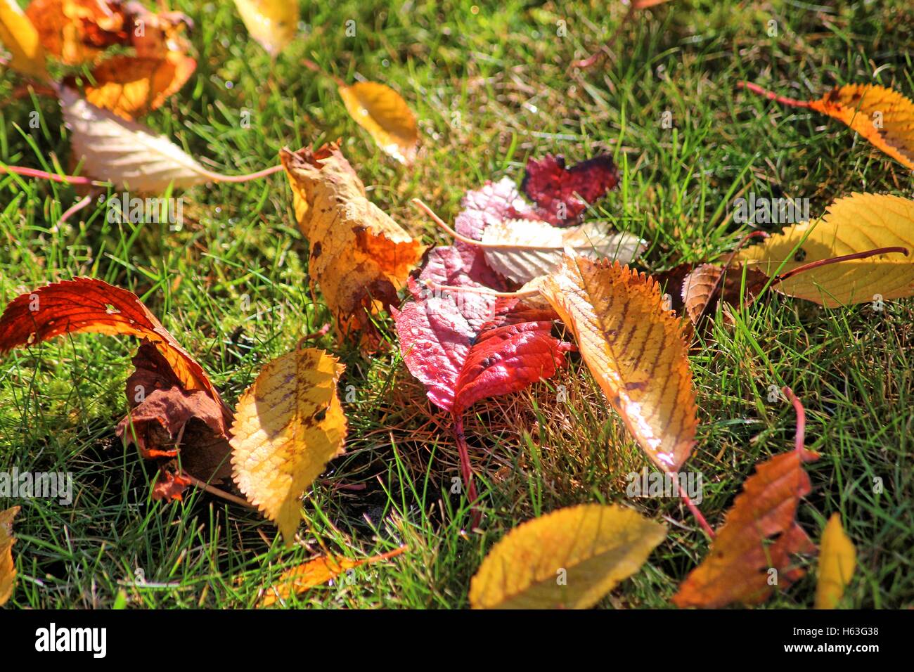 Fallen Autumn Leaves Stock Photo - Alamy