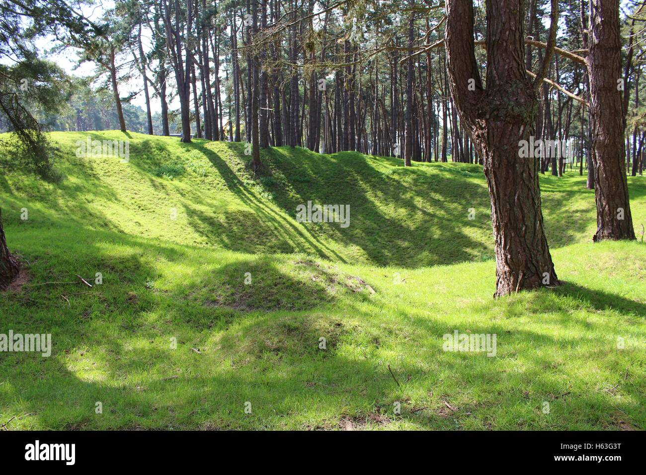 Overgrown battlefield trenches and bunkers, Vimy, France Stock Photo ...
