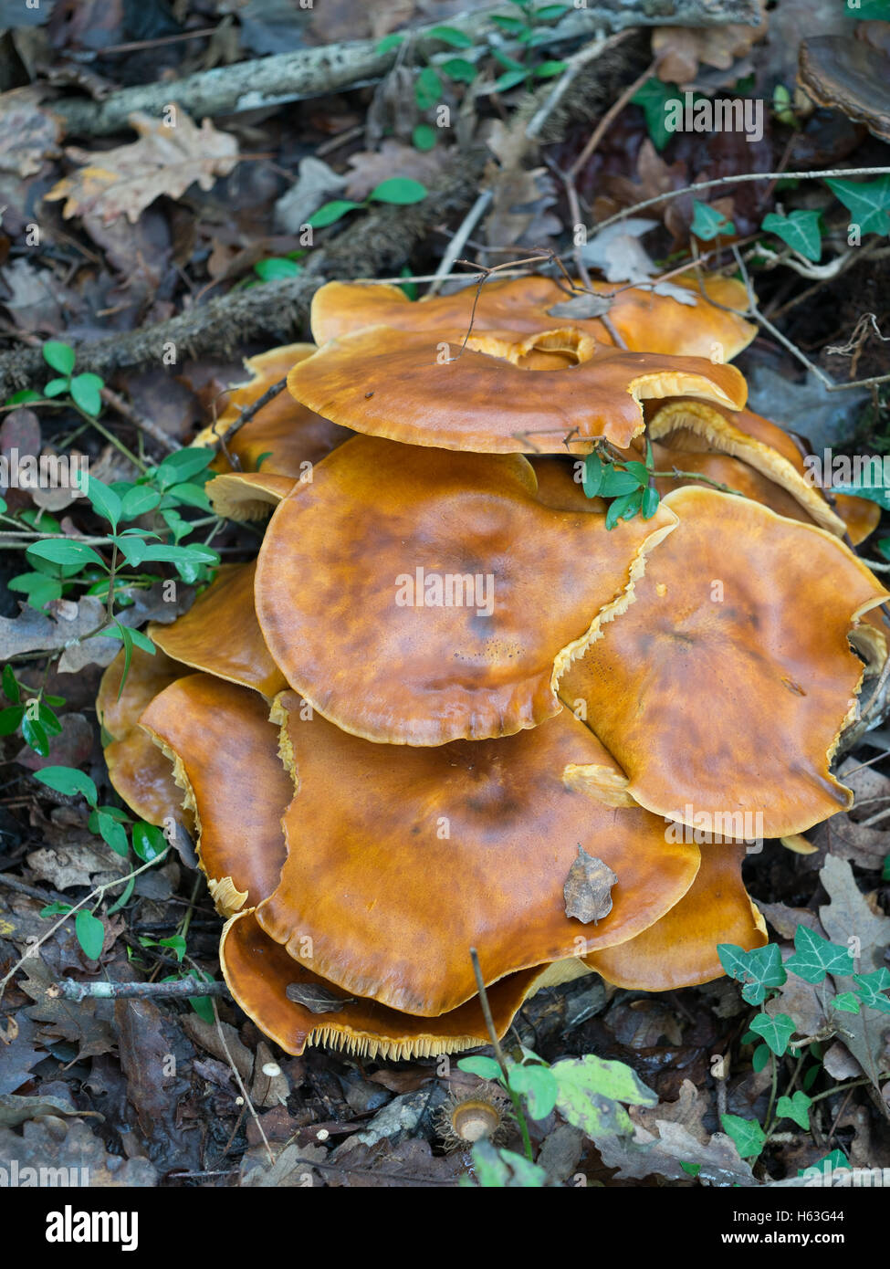 Poisonous orange fungus. Bioluminescent. Omphalotus olearius Stock ...