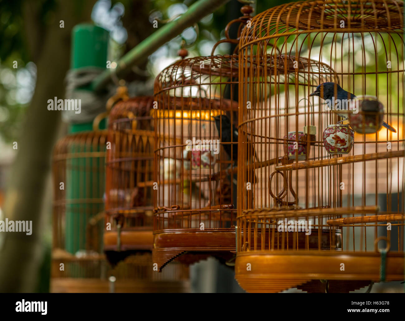 Birds in cages hanging at the Bird Garden and market in Yuen Po Street ...