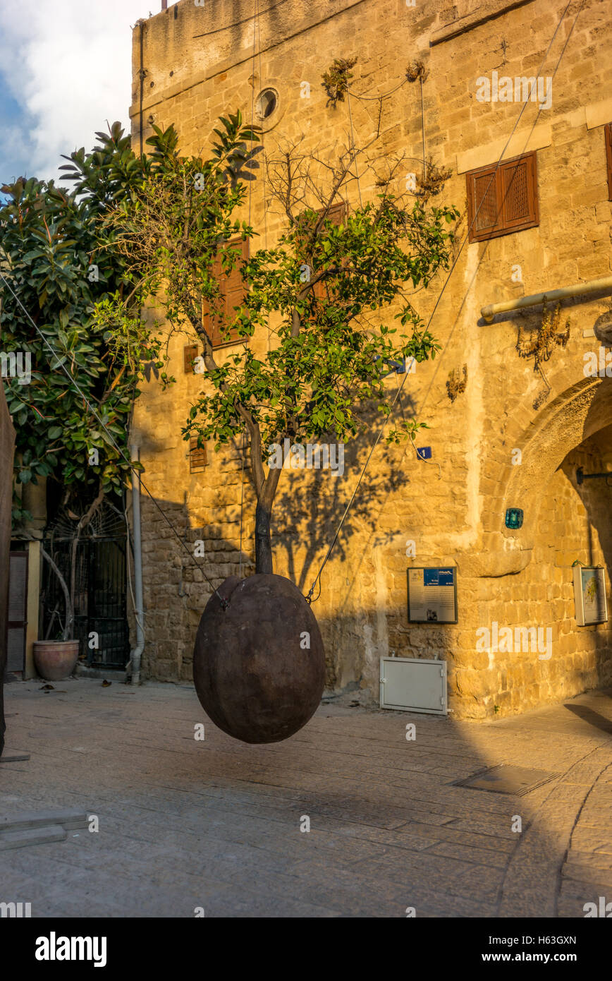 Suspended Jaffa Orange tree in Old Jaffa Stock Photo - Alamy