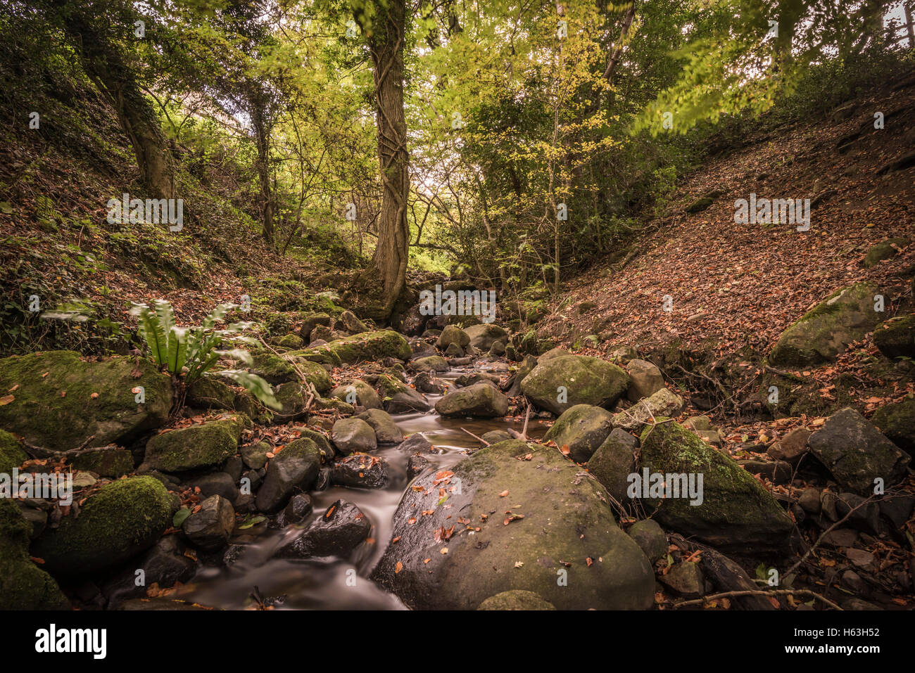 Long exposure of this picturesque, mystical woodland deep in the heart ...