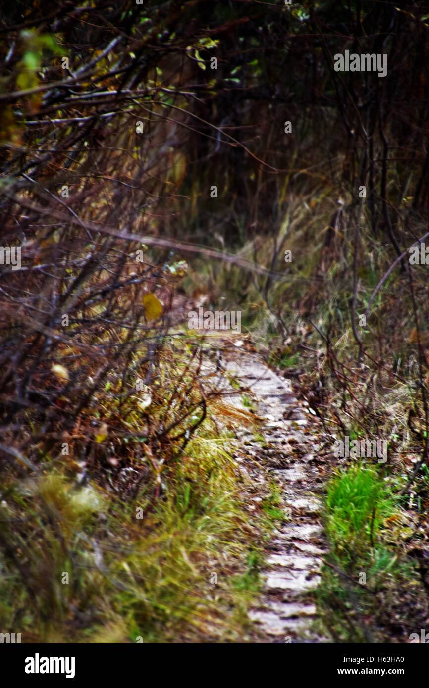 Long wooden nature trail hi-res stock photography and images - Alamy