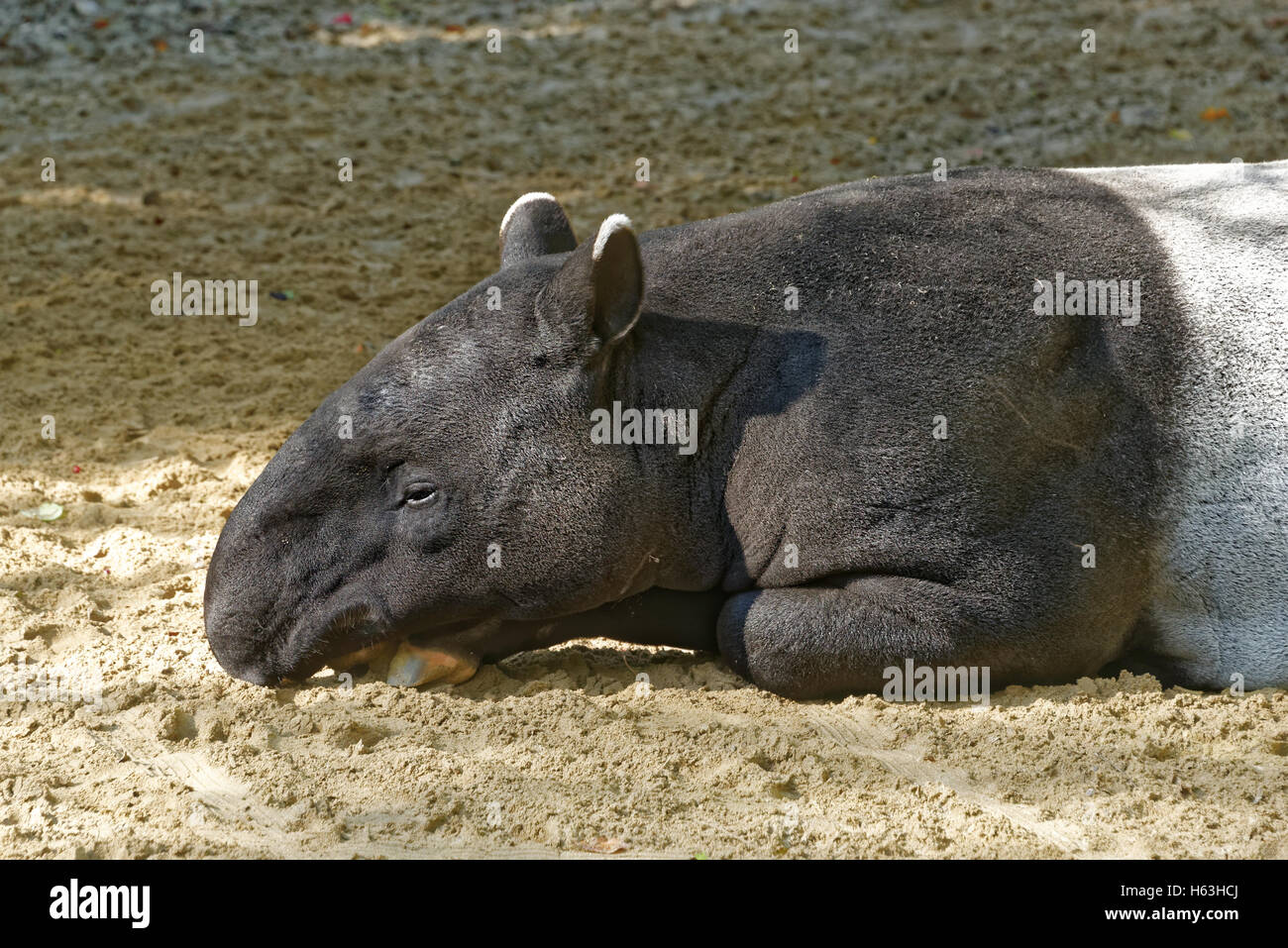 Malayan tapir (Tapirus indicus), also called the Asian tapir, is the ...
