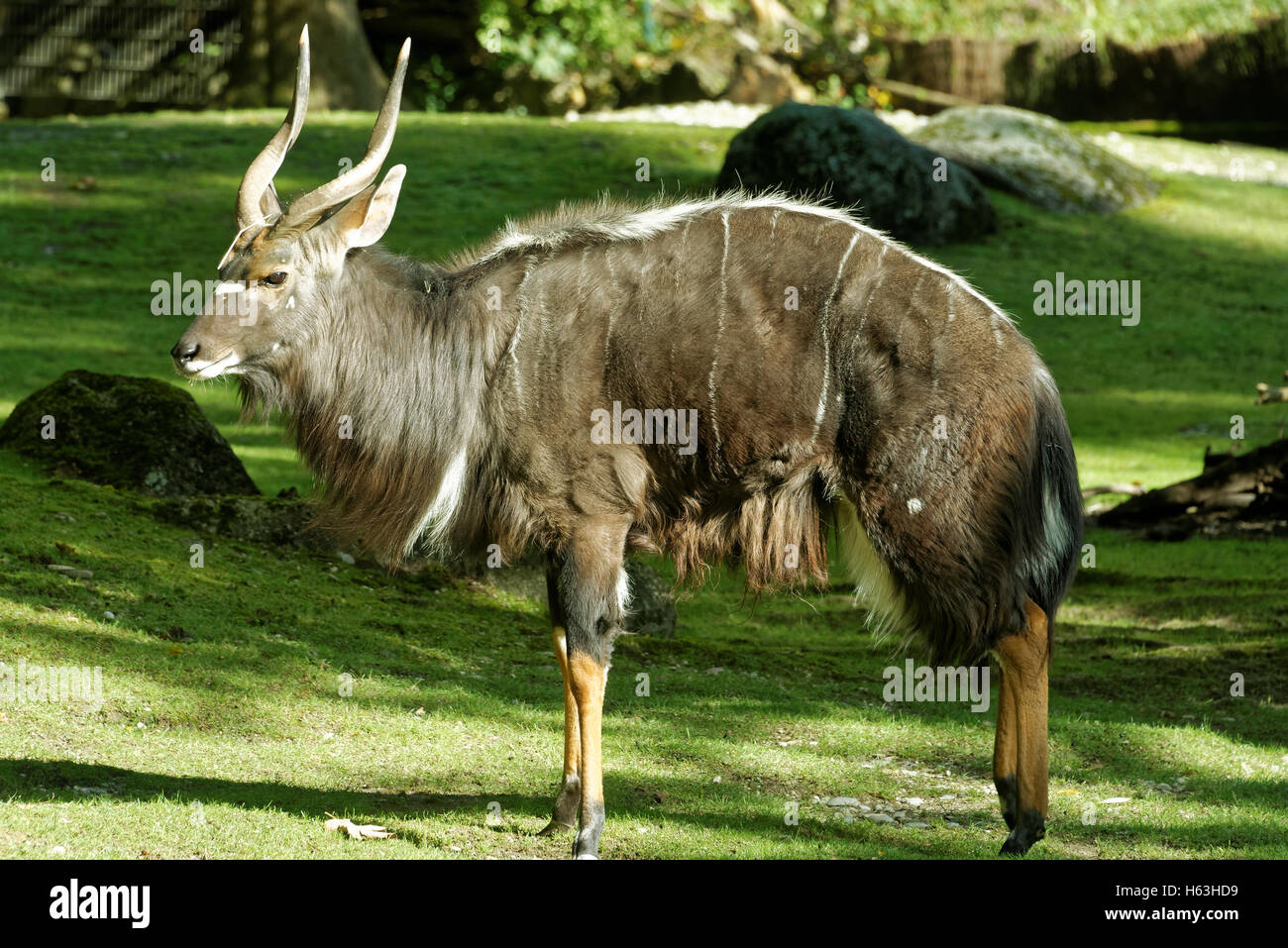 Nyala (Tragelaphus angasii), also called inyala is a spiral-horned ...