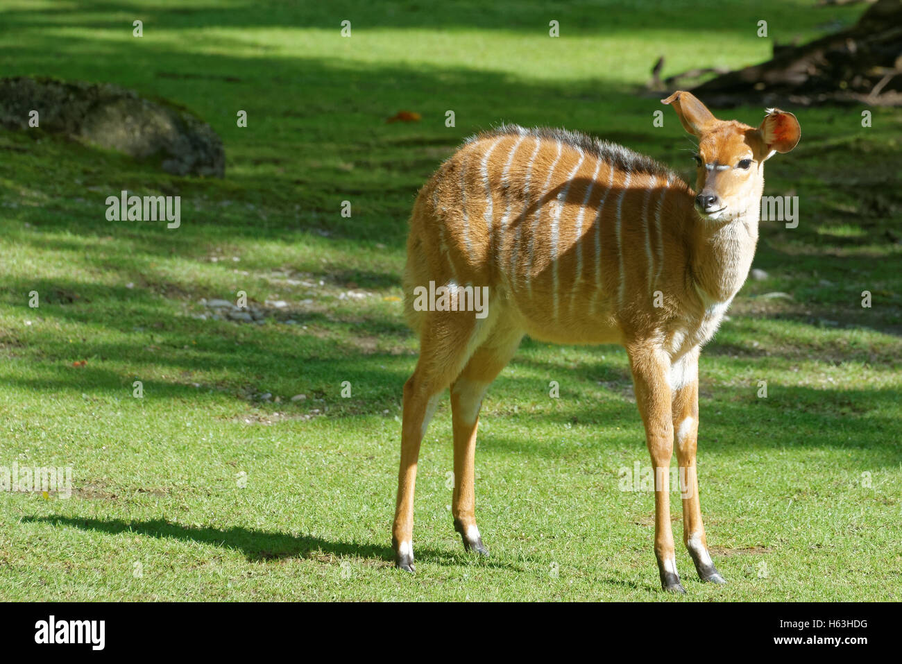Nyala (Tragelaphus angasii), also called inyala is a spiral-horned ...