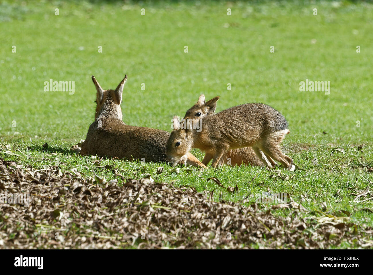 Large rodent hi-res stock photography and images - Alamy