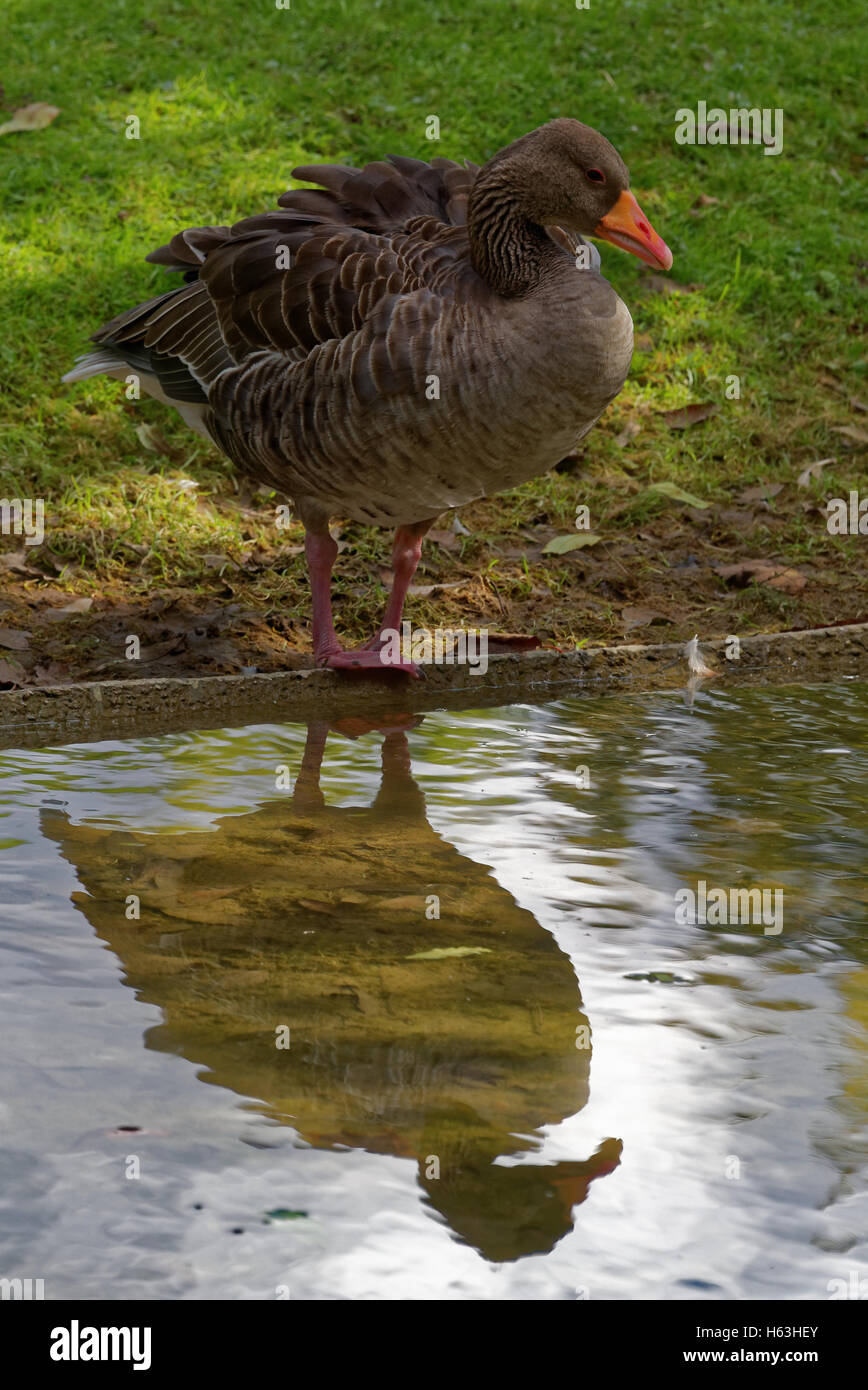 Family anatidae hi-res stock photography and images - Alamy