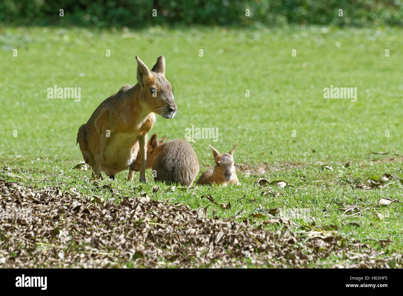 Large rodent hi-res stock photography and images - Alamy