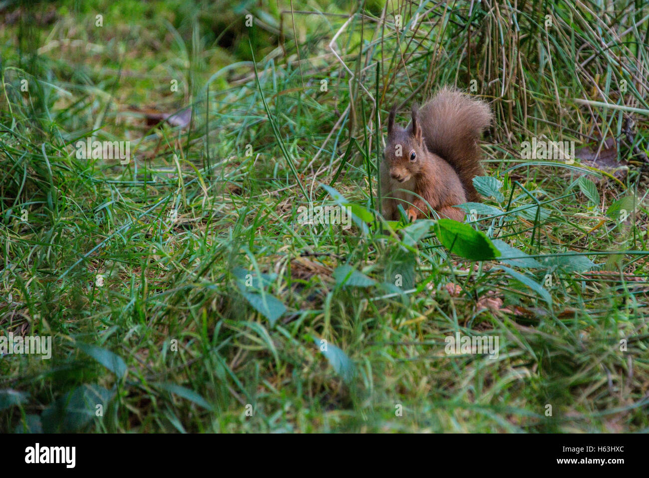Squirrel on her back legs hi-res stock photography and images - Alamy