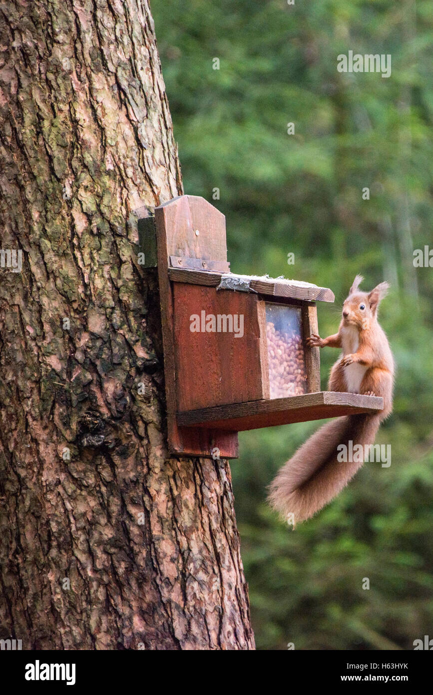 Surprised squirrel hi-res stock photography and images - Alamy