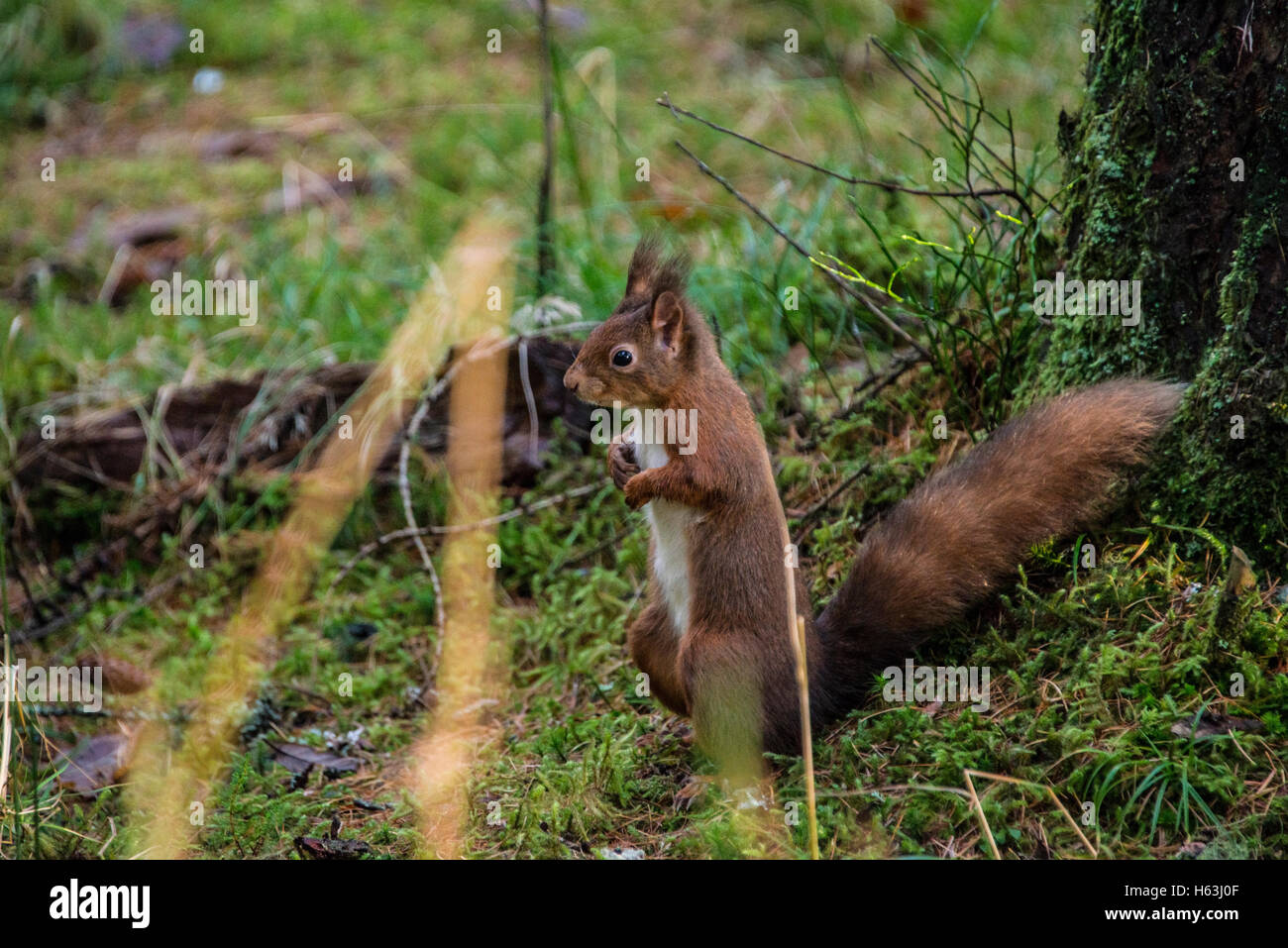 Squirrel on her back legs hi-res stock photography and images - Alamy