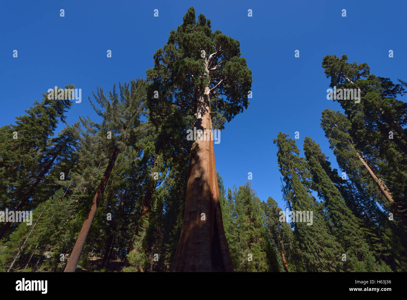The amazing nature at the Sequoia National Park - the impressive ...