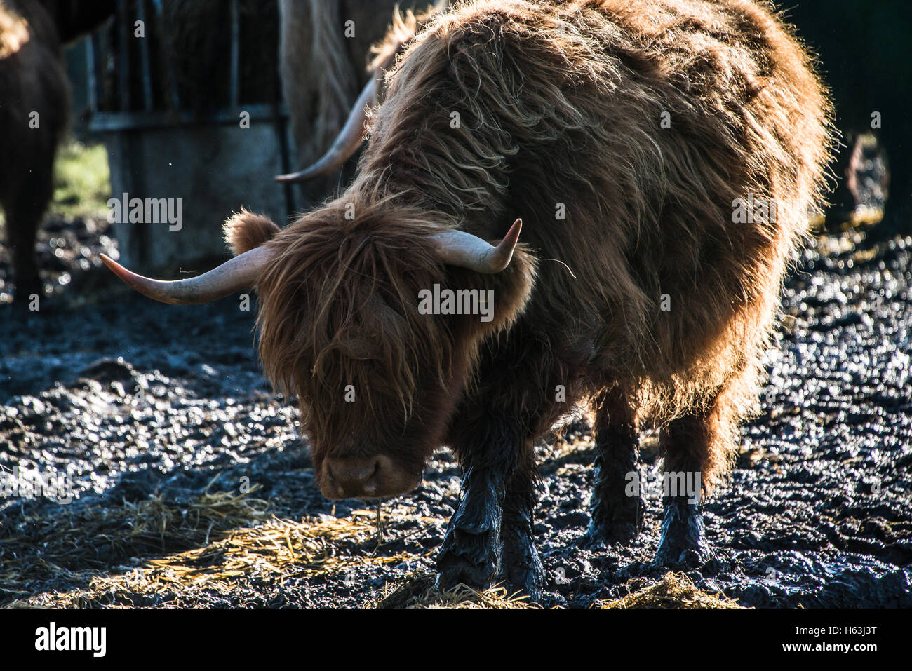 Heilan Coo Stock Photos & Heilan Coo Stock Images - Alamy