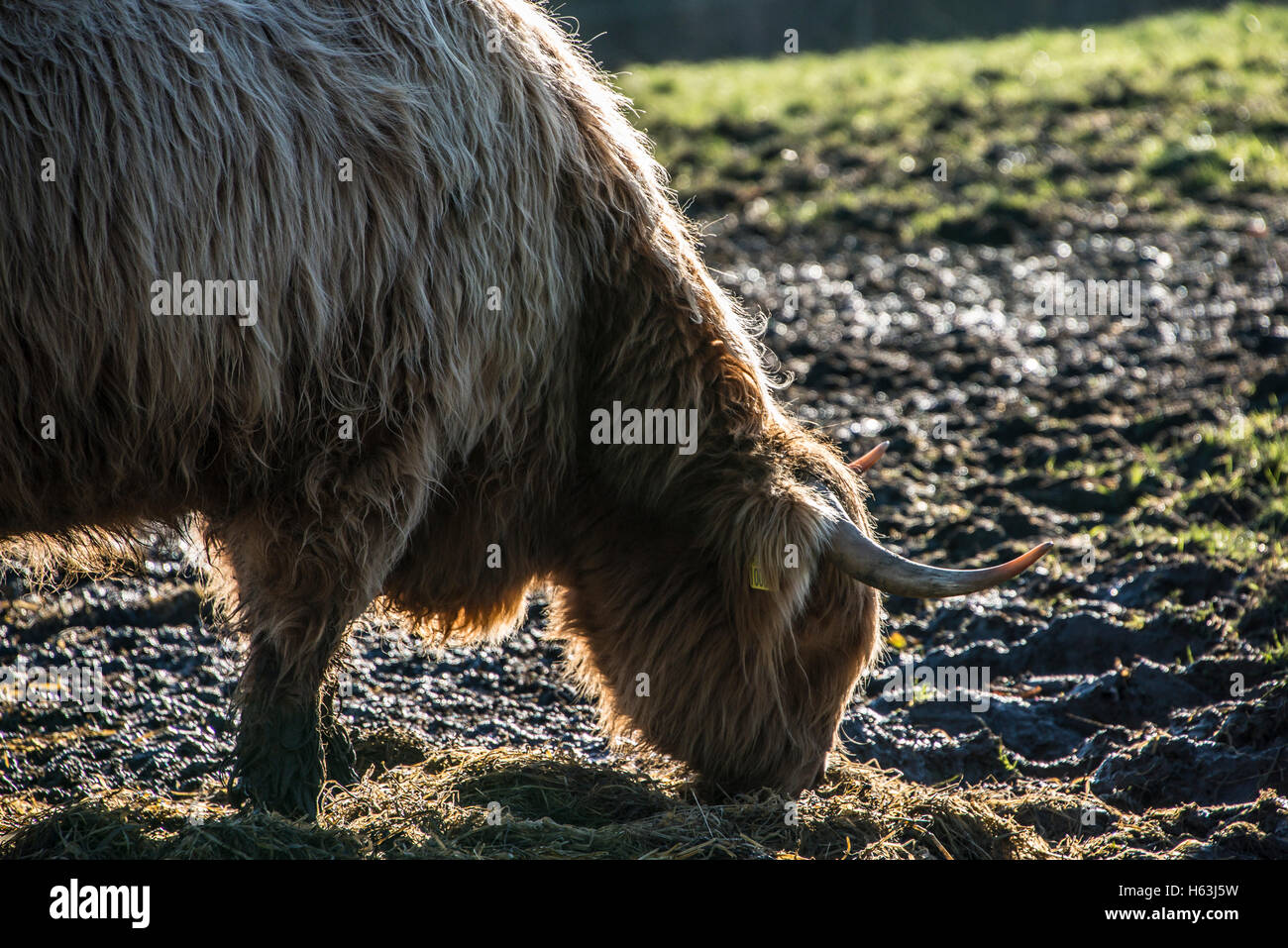 A highland cow feeding Stock Photo - Alamy