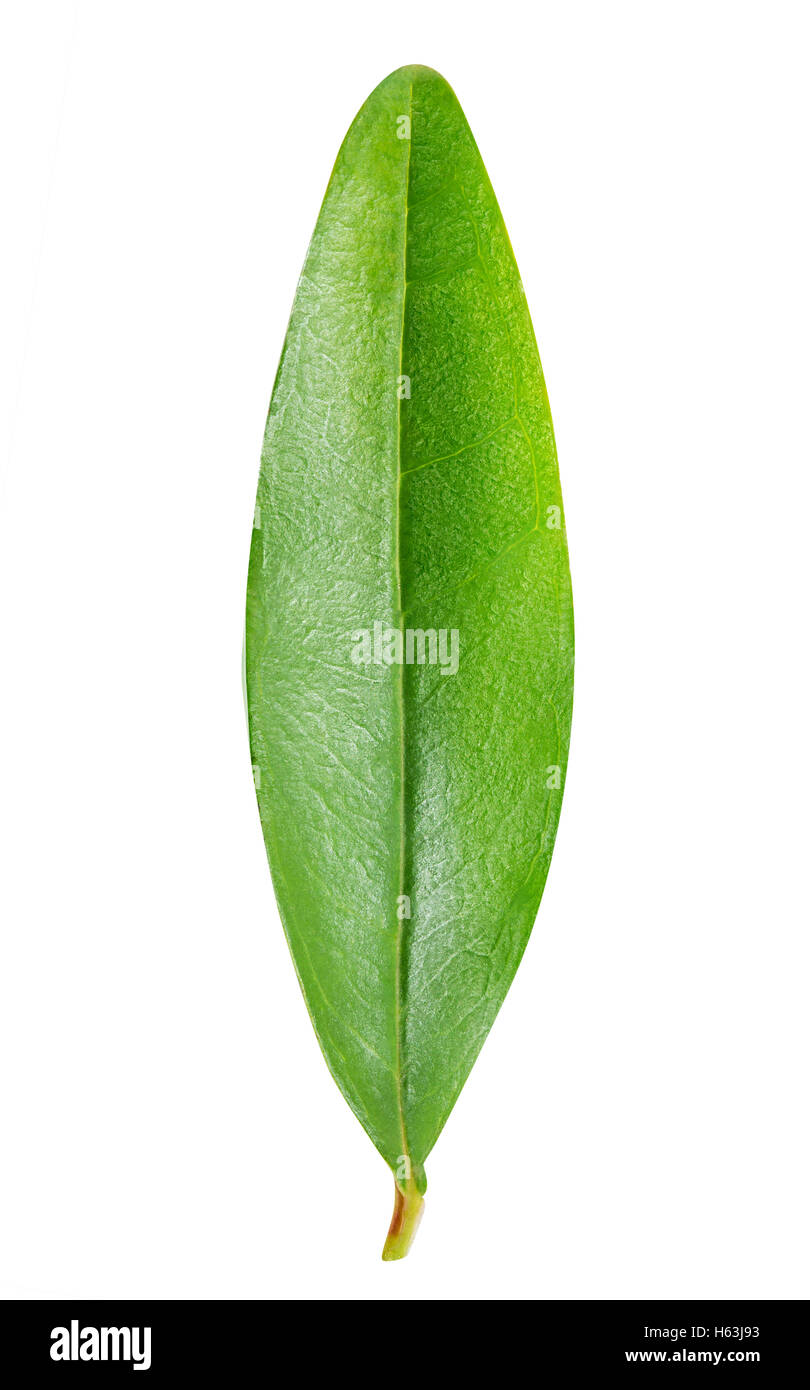 Pomegranet's leaf isolated on white background with clipping path Stock ...
