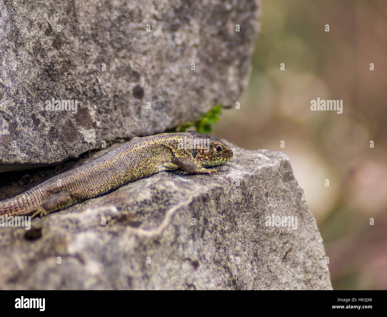 Lizard resting on a wall in the first Spring day - 3 Stock Photo - Alamy