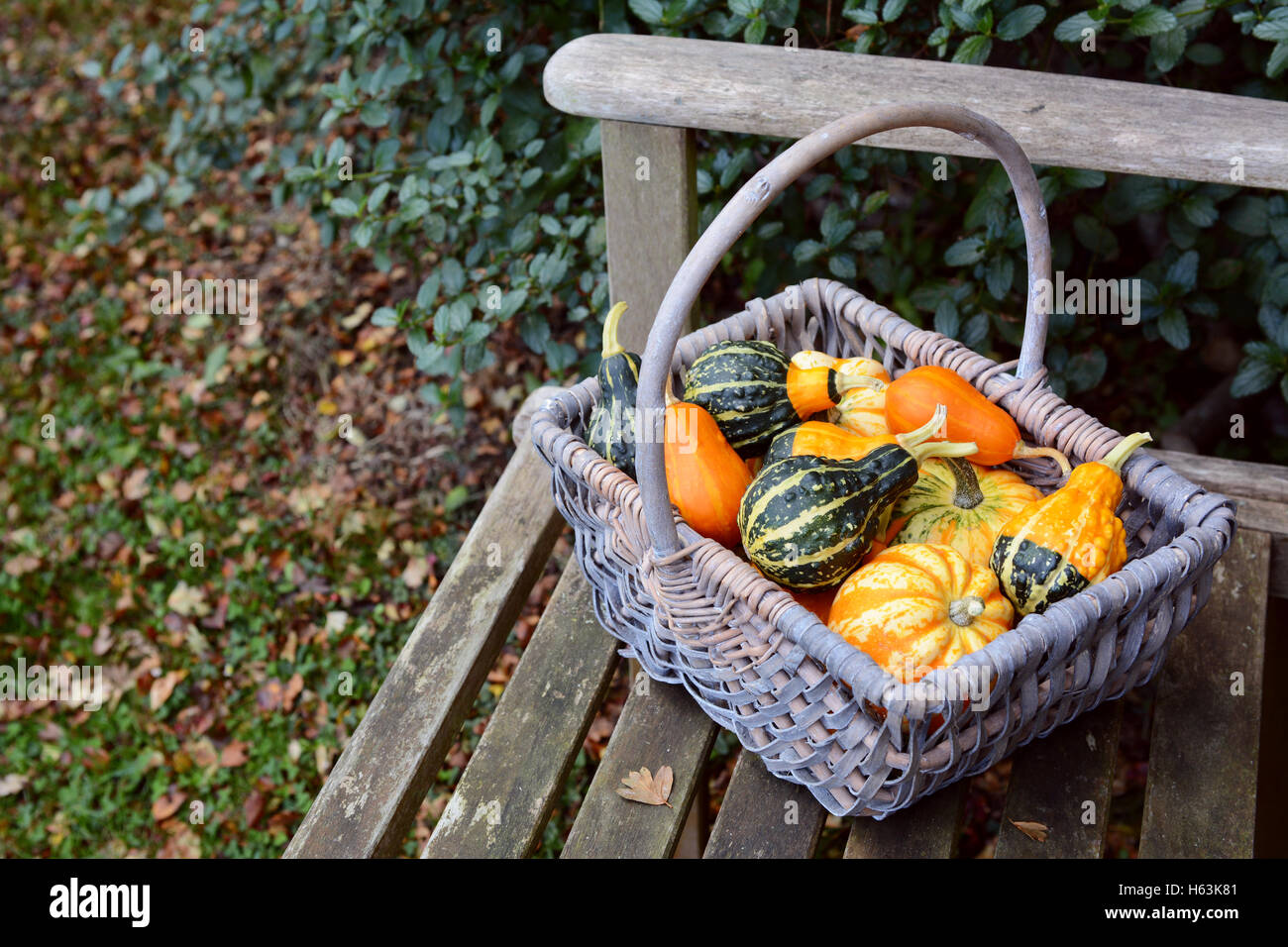 Variety of brightly coloured ornamental gourds in a rustic basket, left ...