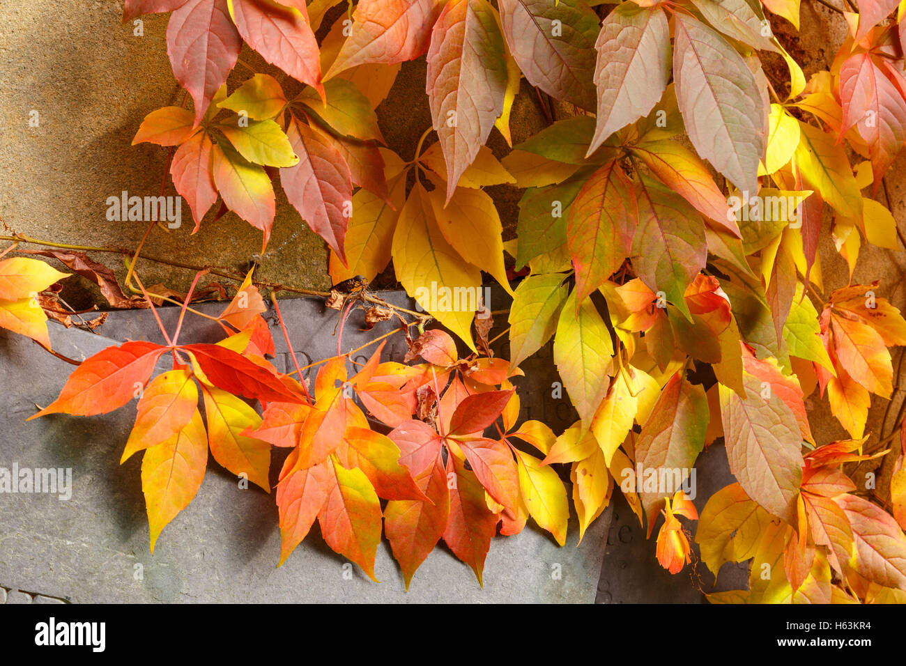 Colourful ivy in autumn in England Stock Photo - Alamy