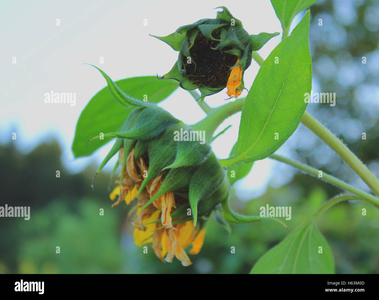 Old sunflowers at summers end Stock Photo - Alamy