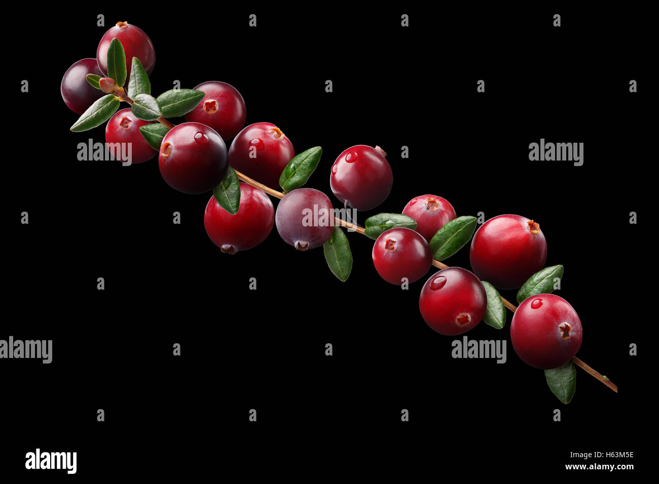 Cranberry branch composition (Vaccinium oxycoccus), clipping paths ...