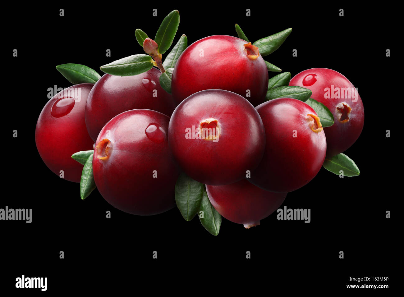 Cranberries composition with leaves (Vaccinium oxycoccus), clipping ...