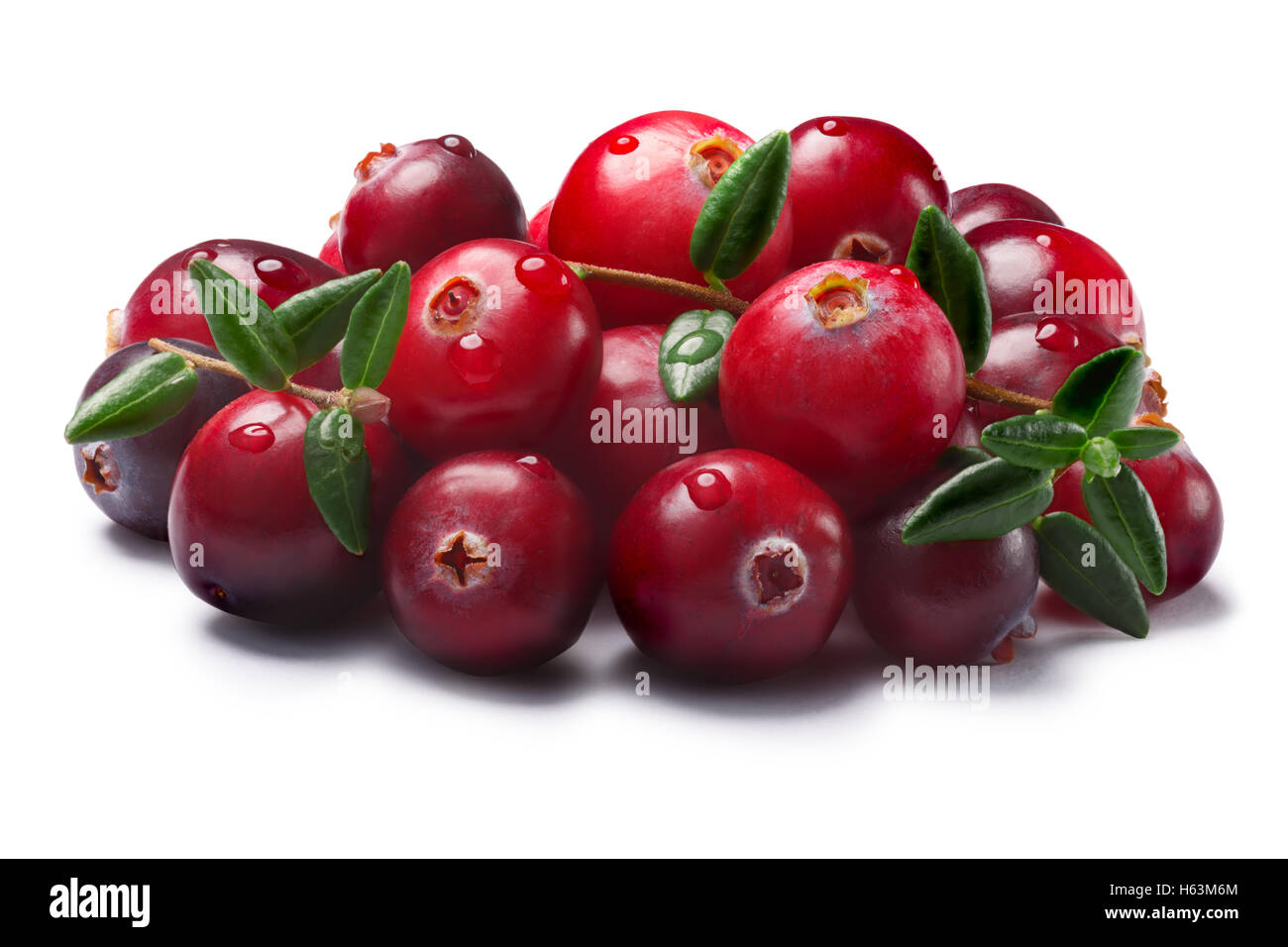Pile of wild cranberries (Vaccinium oxycoccus) with leaves. Clipping ...
