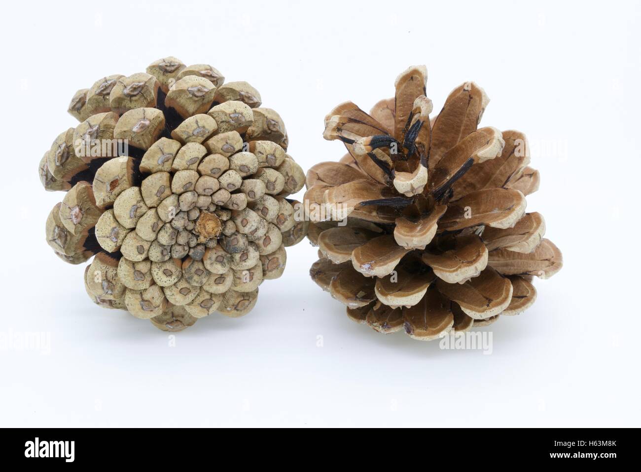 Two Pine Cones Stock Photo - Alamy