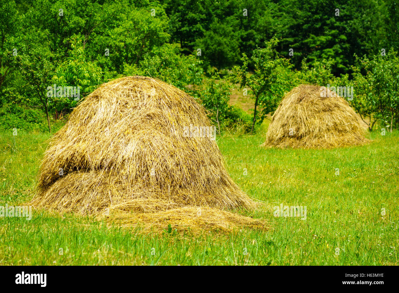 Countryside and haystacks in the Piva Valley, Northern Montenegro Stock ...